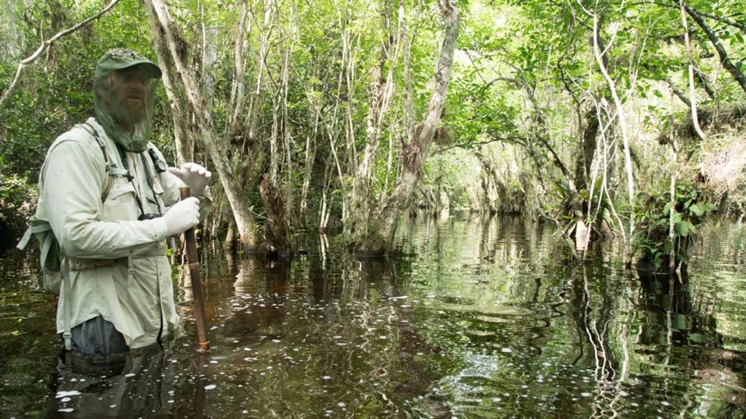 Swamp-Walking the Everglades at Big Cypress National Preserve ...
